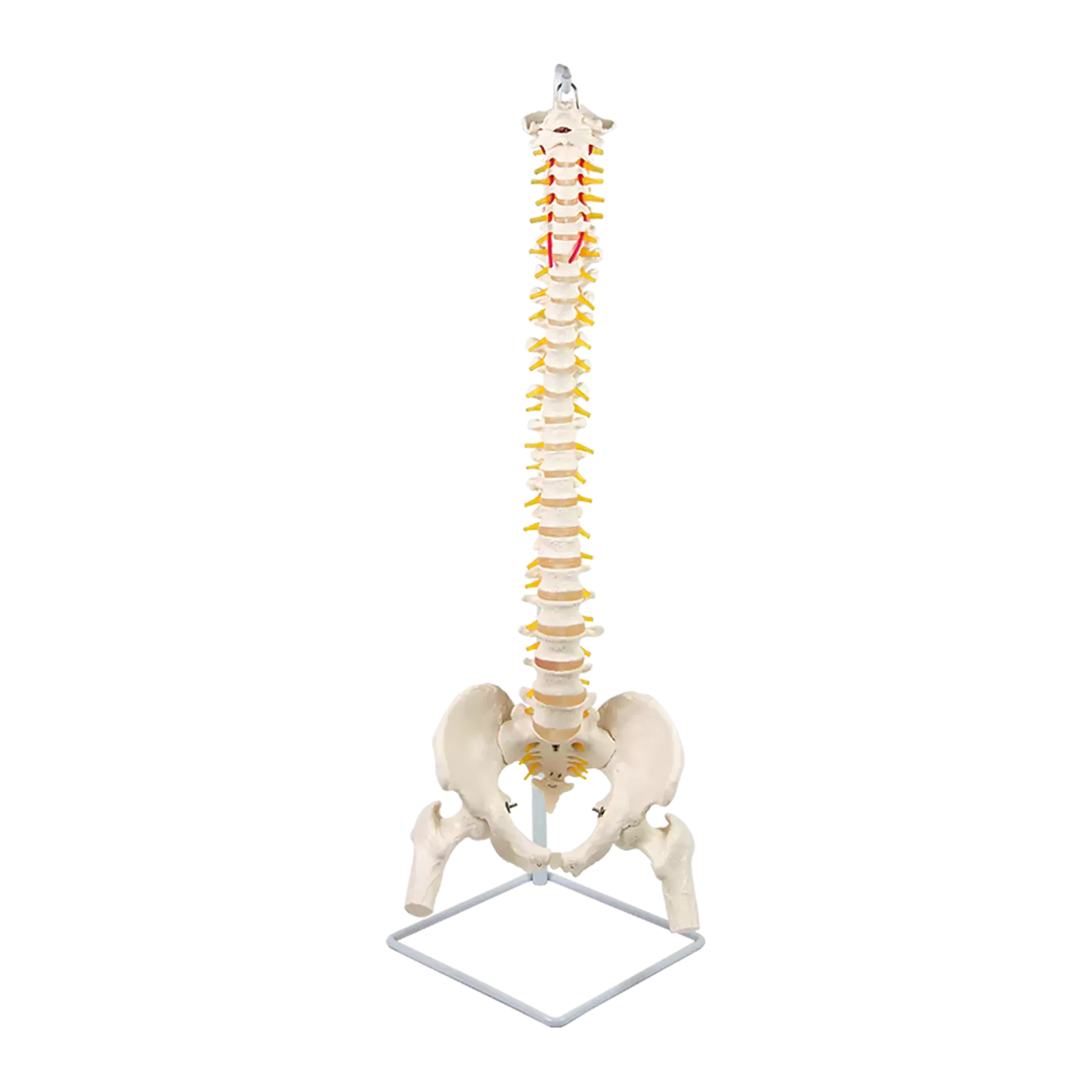 Life Size Flexible Vertebral Spine Model Anatomy Model | SOTO Australia